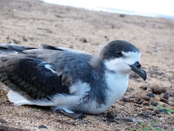 Twilight ‘ua‘u discovery offered at national park | News, Sports, Jobs ...